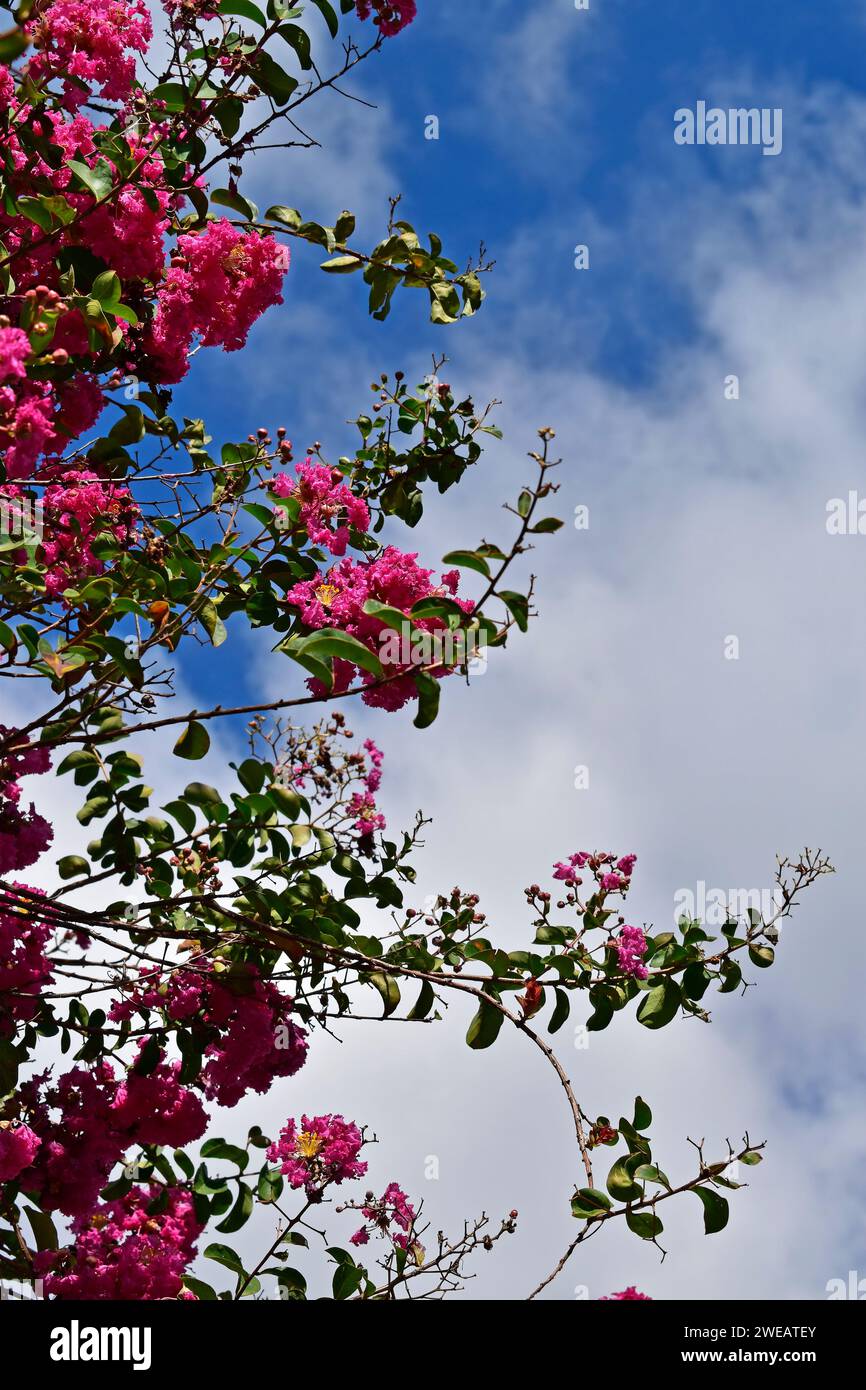 Crape myrtle flowers (Lagerstroemia indica) on tree Stock Photo - Alamy
