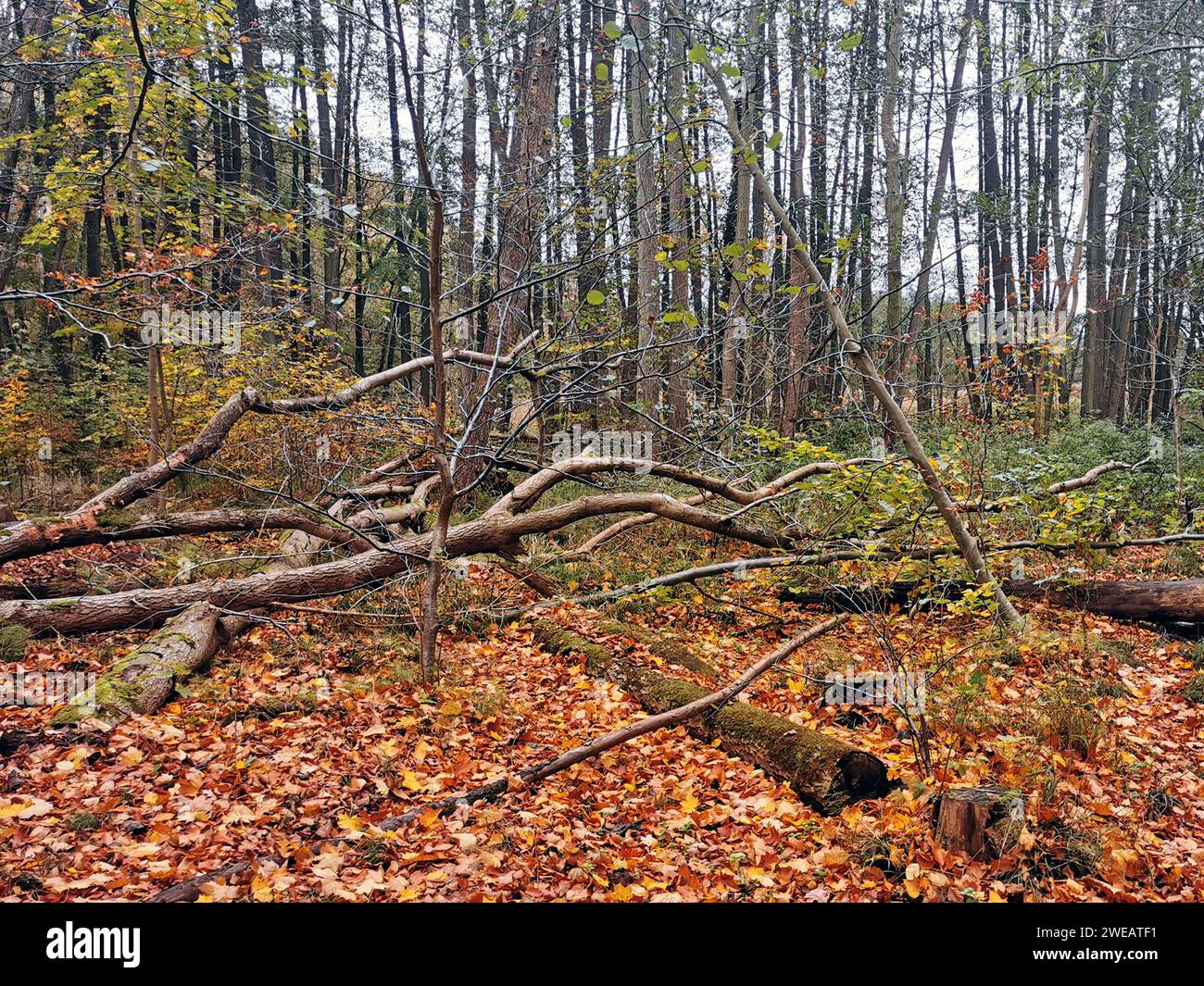 Autumn colors in the woods in the north of Germany Stock Photo - Alamy