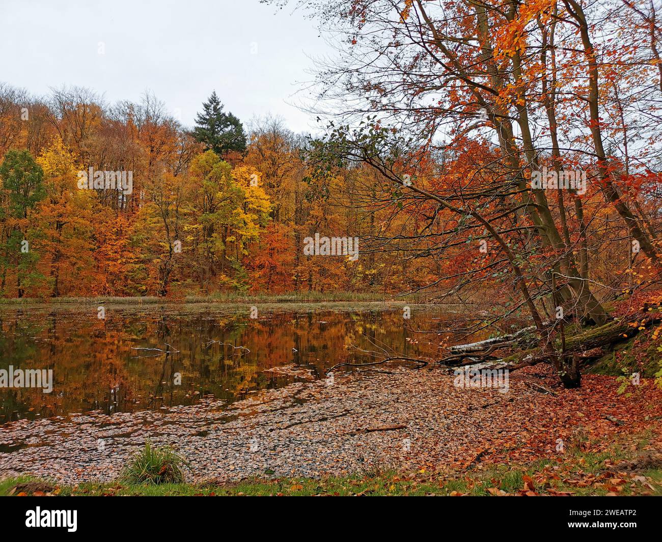 Autumn colors in the woods in the north of Germany Stock Photo - Alamy