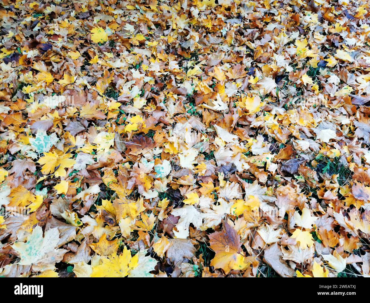 Autumn colors in the woods in the north of Germany Stock Photo - Alamy