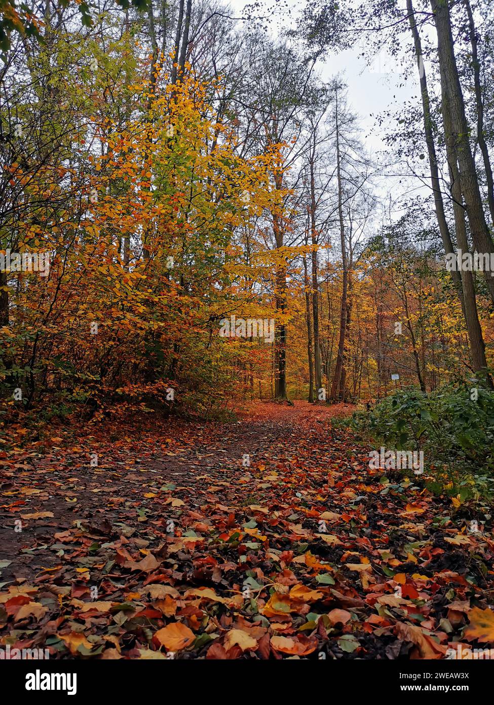 Autumn colors in the woods in the north of Germany Stock Photo - Alamy