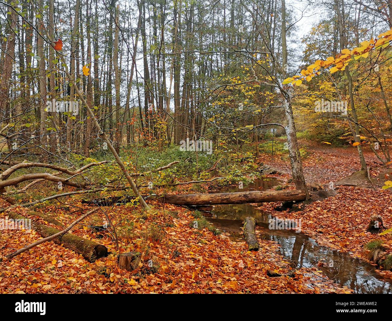 Autumn colors in the woods in the north of Germany Stock Photo - Alamy