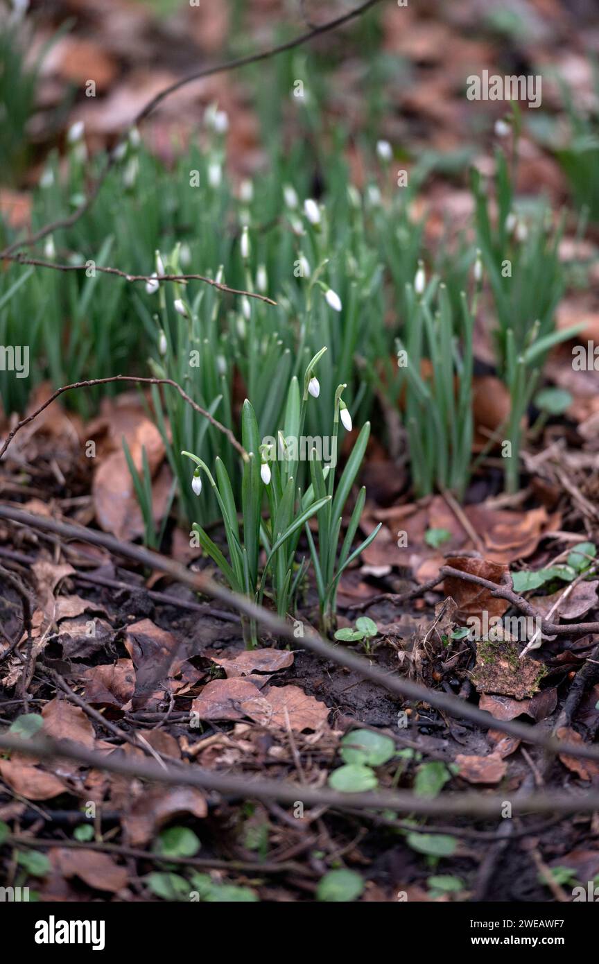 Amsterdam The Netherlands 24th January 2024 Galanthus / Snowdrops ...