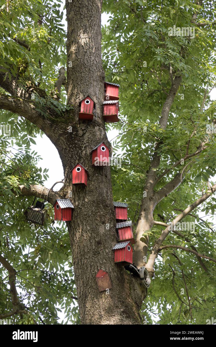 Tree nest hi-res stock photography and images - Alamy