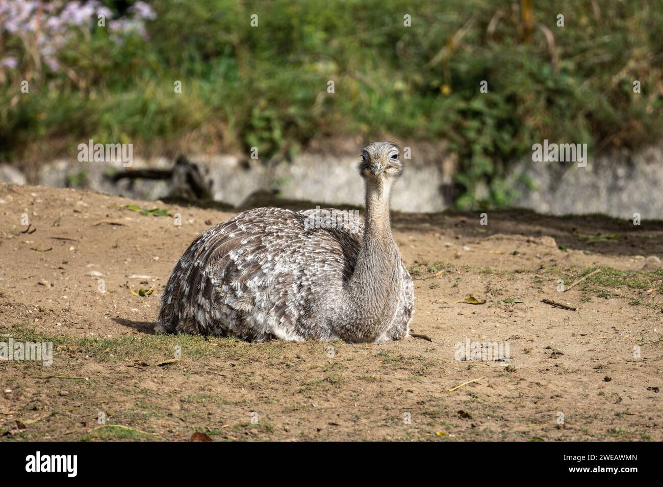 Darwin's rhea, Rhea pennata also known as the lesser rhea. It is a large flightless bird, but ...
