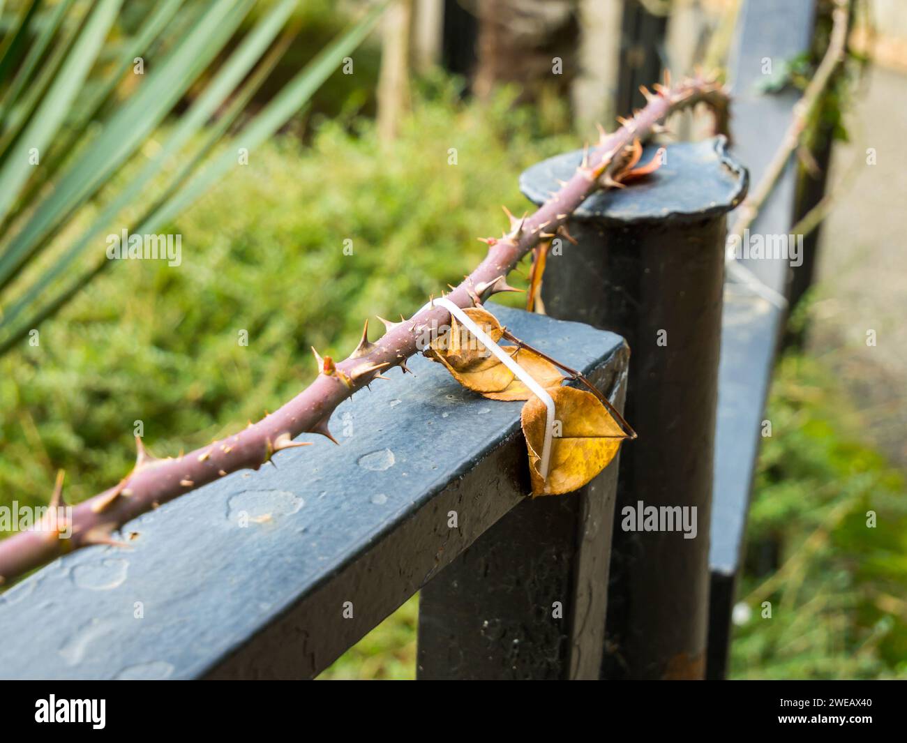 Using the thorny vine of the plant as a protective fence along the top ...
