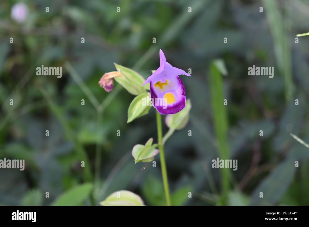 View of a dark purple colored Wishbone flower (Torenia genus) blooming ...