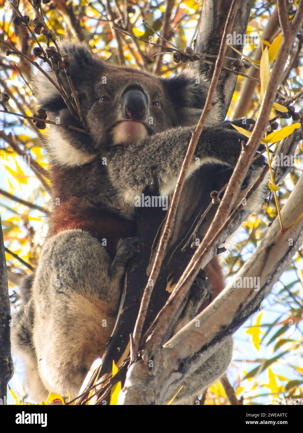 Australia landscape koala bear hi-res stock photography and images - Alamy