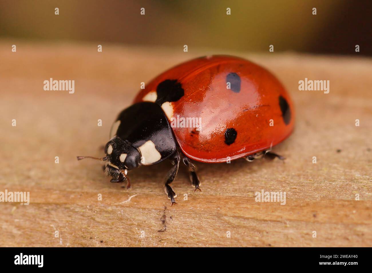 Natural closeup on a colorful red European seven-spot ladybird ...