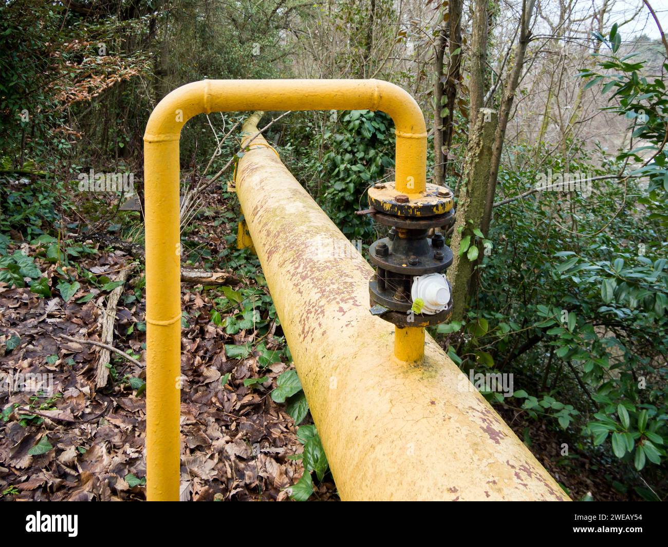 Main gas pipe with a branch laid in the forest Stock Photo - Alamy