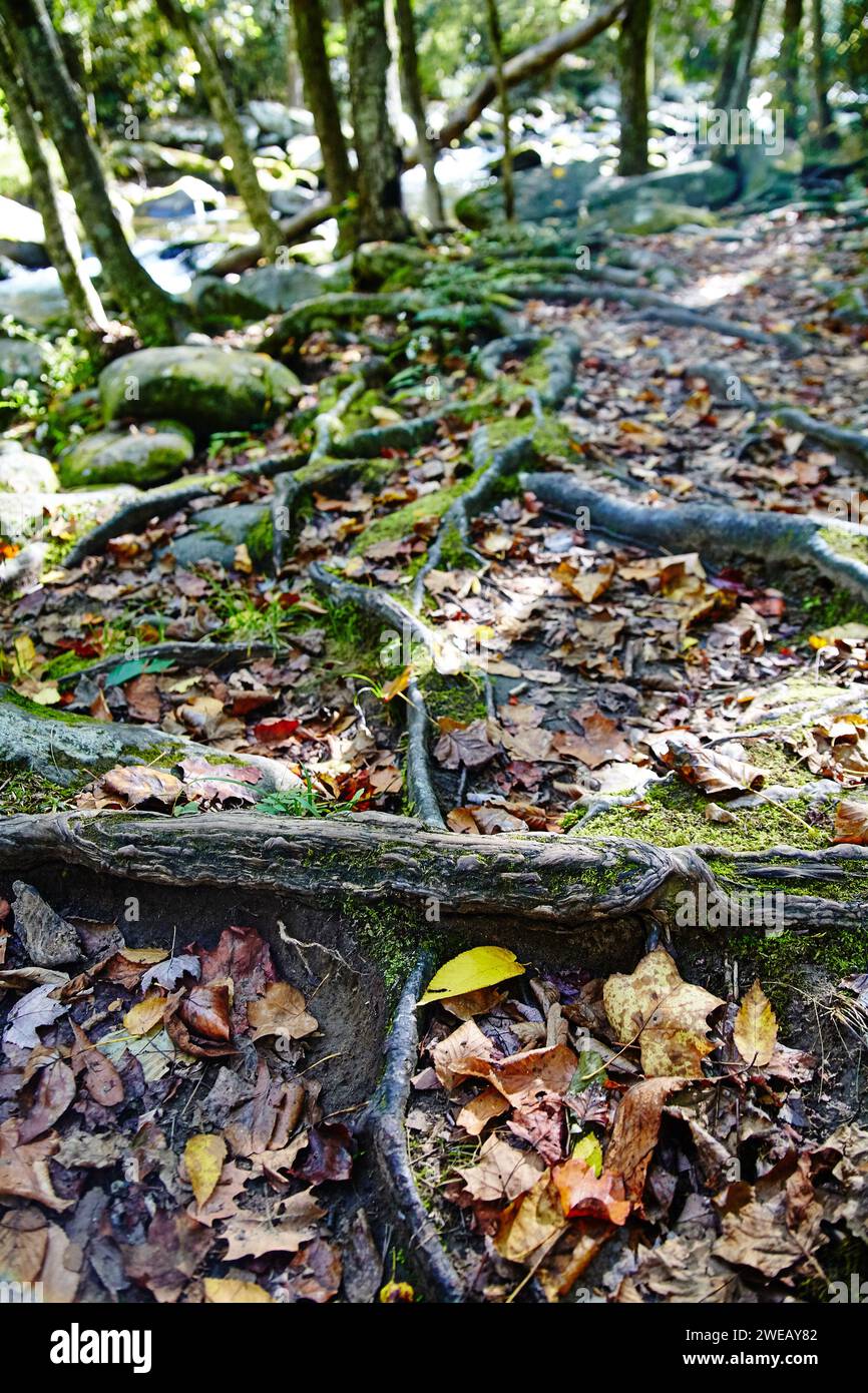 Autumn Moss-Covered Tree Roots on Forest Floor, Ground-Level View Stock ...