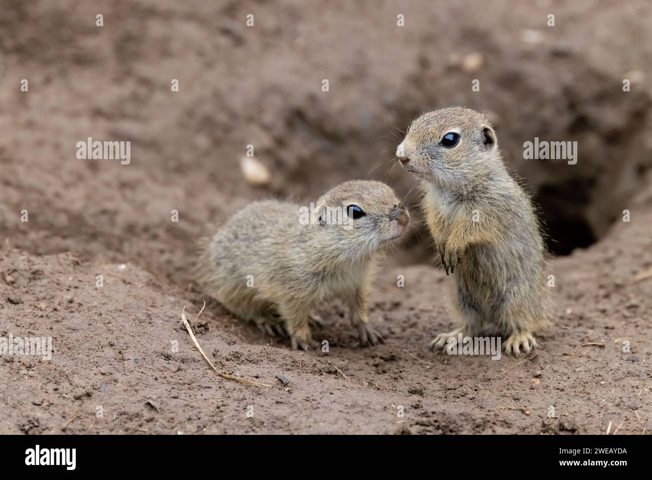 Ground squirrel colony (Syslovisko Biele vody), National park Muranska ...