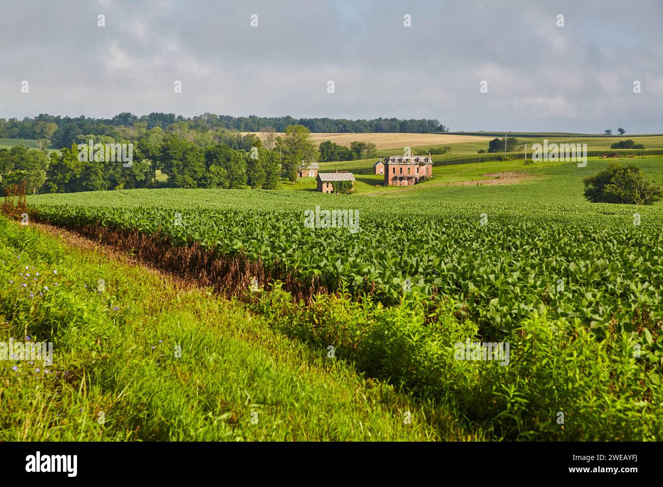 Rural Ohio Soybean Fields with Red Brick Farmhouse Stock Photo - Alamy