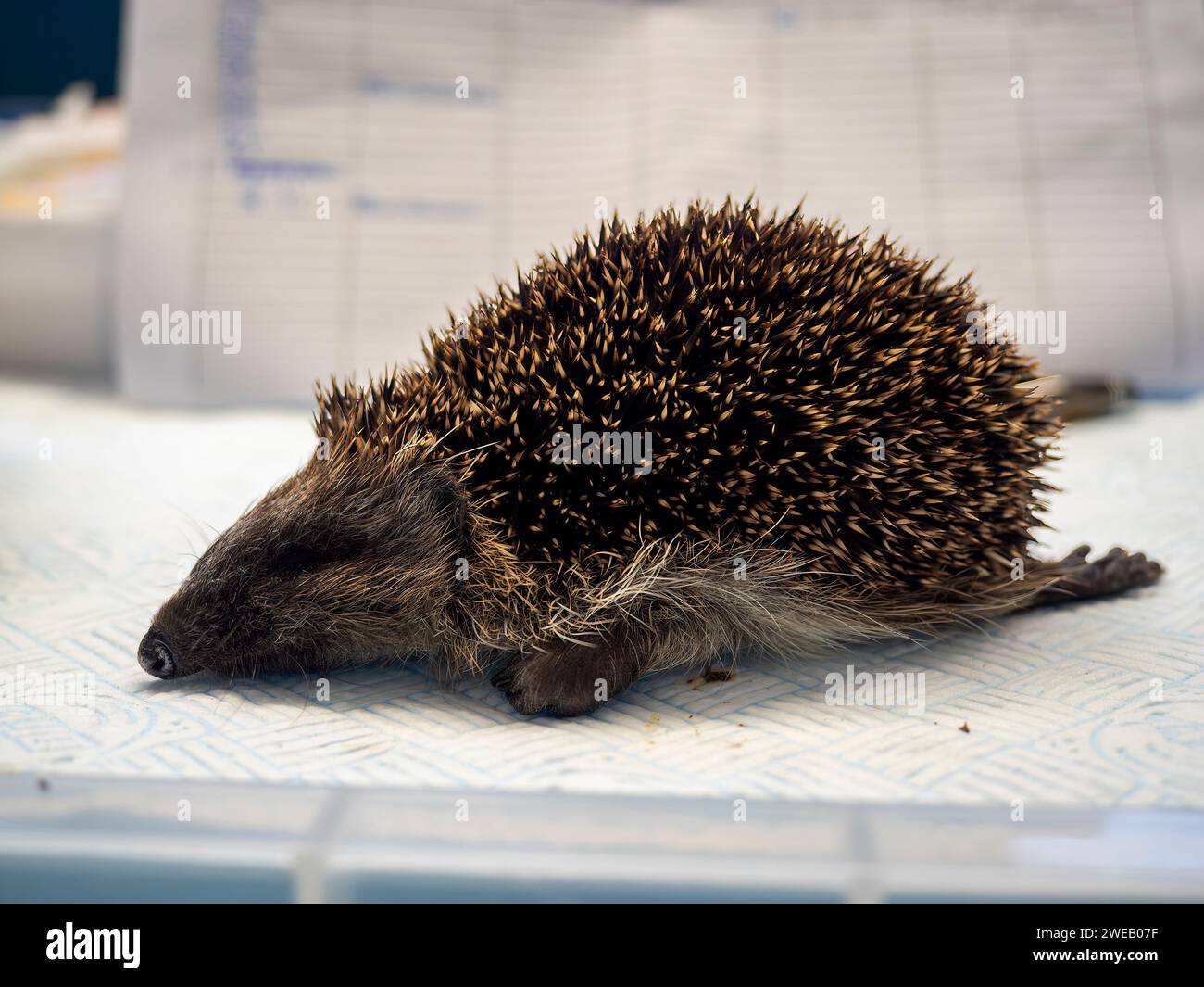 Documentary image of a deceased european hedgehog in a rescue centre in ...