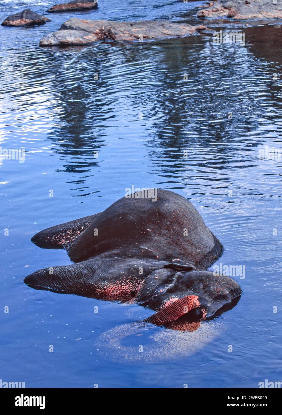 Elephant partially submerged and cooling down in a river in sri Lanka ...