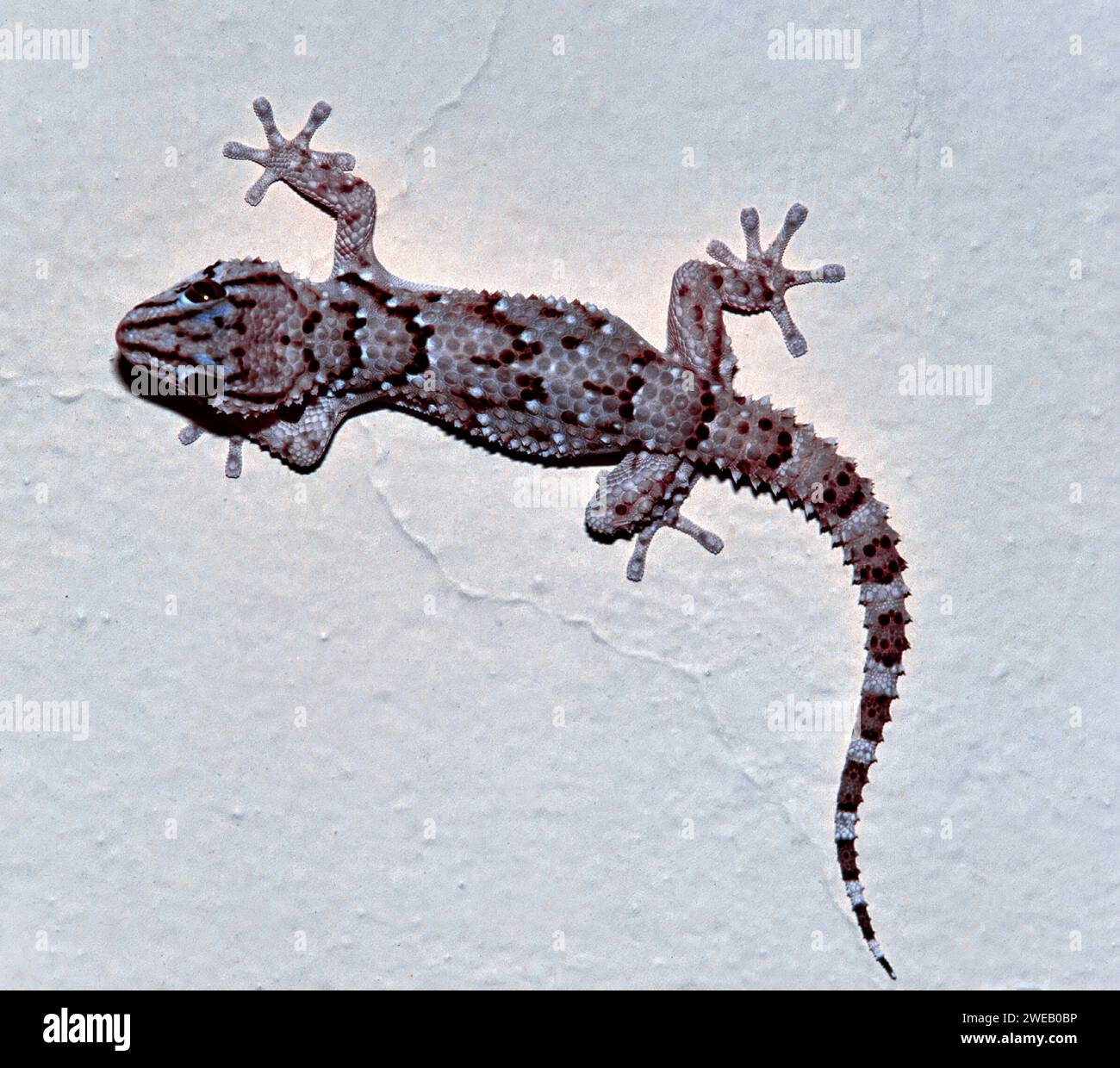 Gecko Gekkota small gecko on a wall in Namibia Stock Photo - Alamy