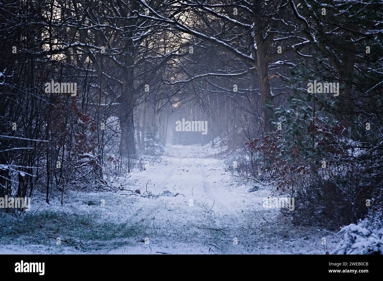 Beautiful white snow covered forest path. Avenue with oak and pine ...