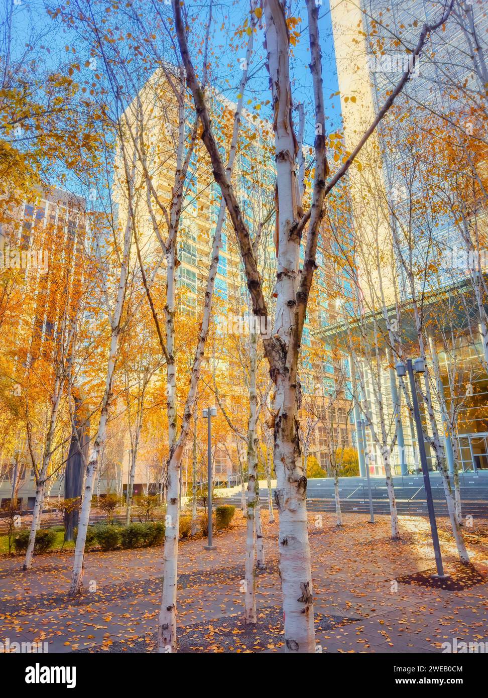 View of birch trees in downtown Seattle, Washington, at late fall Stock ...