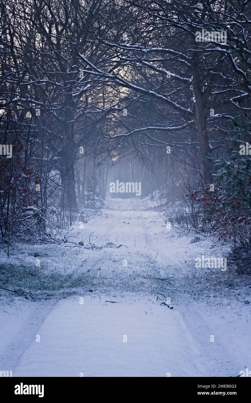Beautiful forest path lane covered with white snow and tire tracks on ...