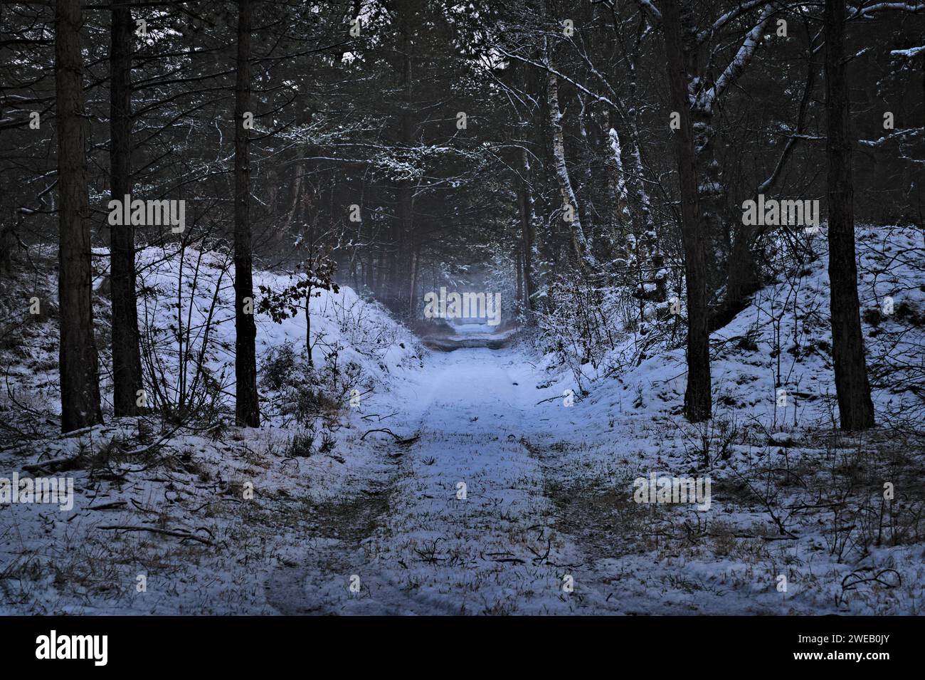 Beautiful white snowy forest path with pine trees on cold foggy winter ...