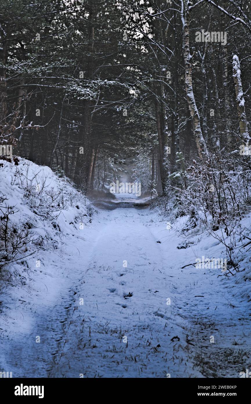Avenue trees in netherlands hi-res stock photography and images - Alamy