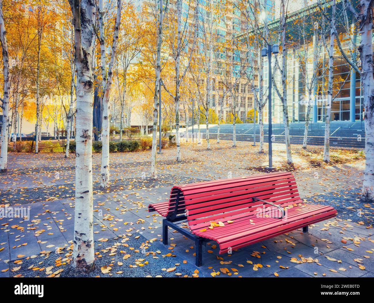 View birch trees in late autumnal foliage in contrast with red bench in ...