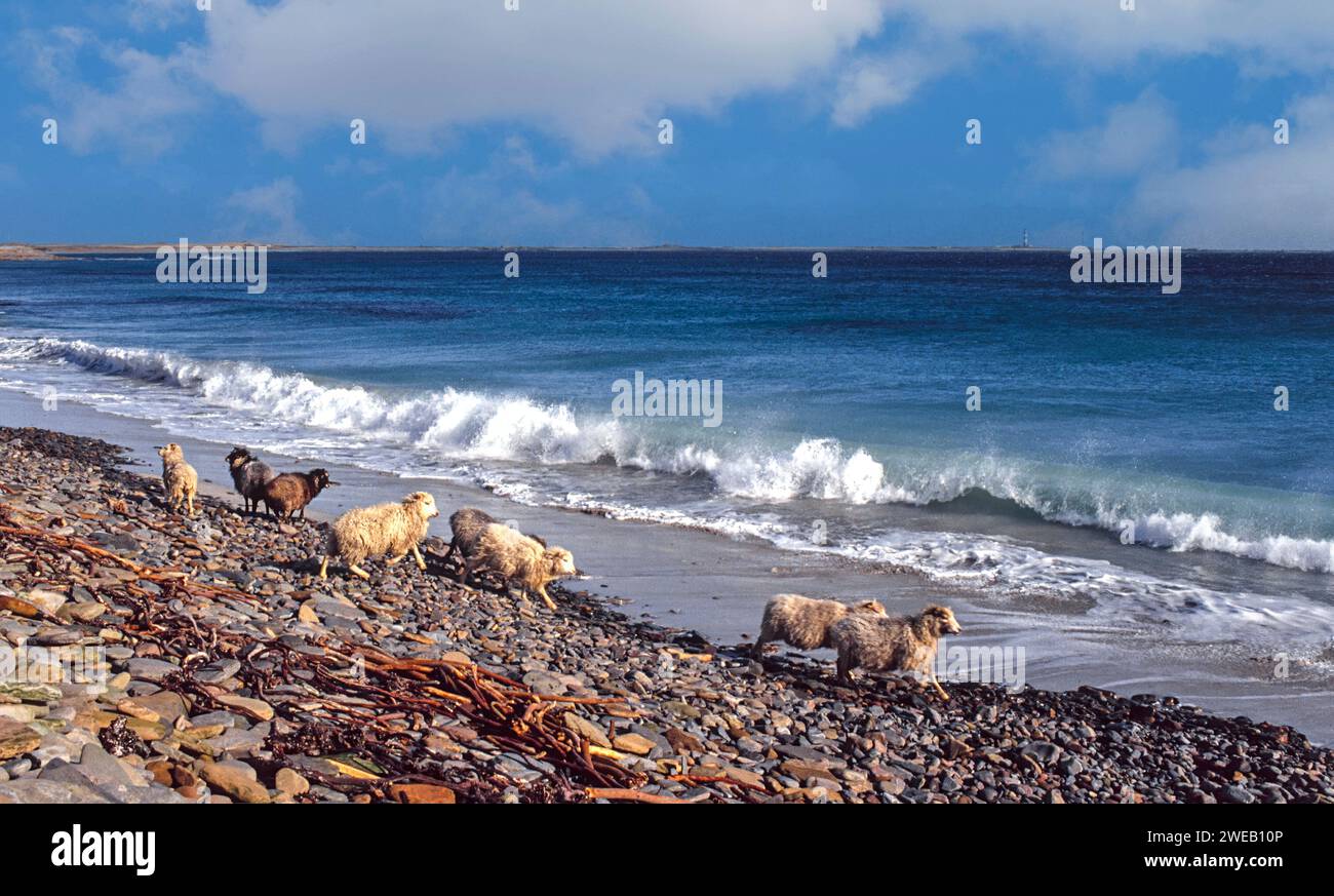 North Ronaldsay Orkney Scotland small flock of sheep on the rocky ...