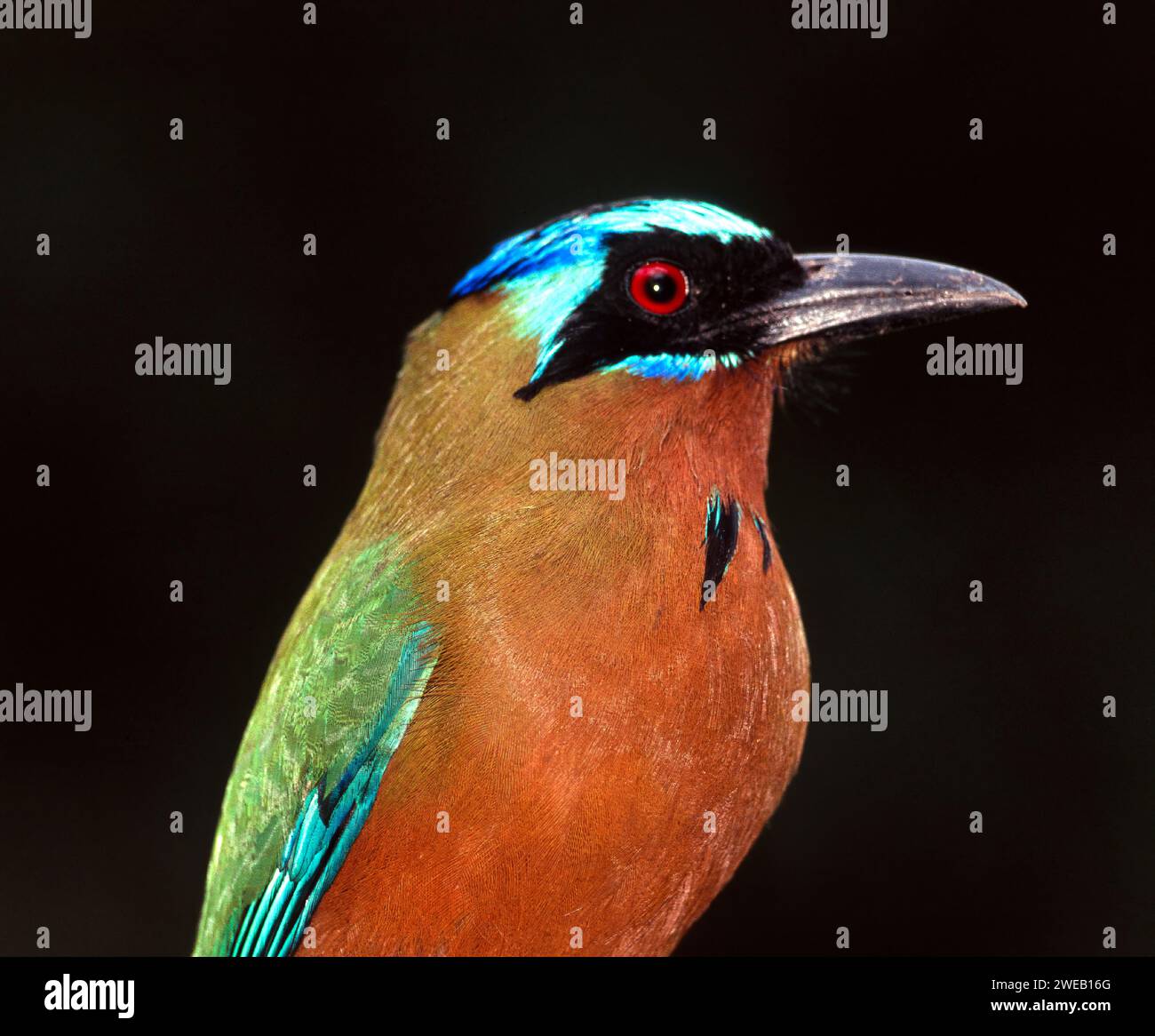 Trinidad motmot Momotus bahamensis portrait of a colourful bird Stock ...