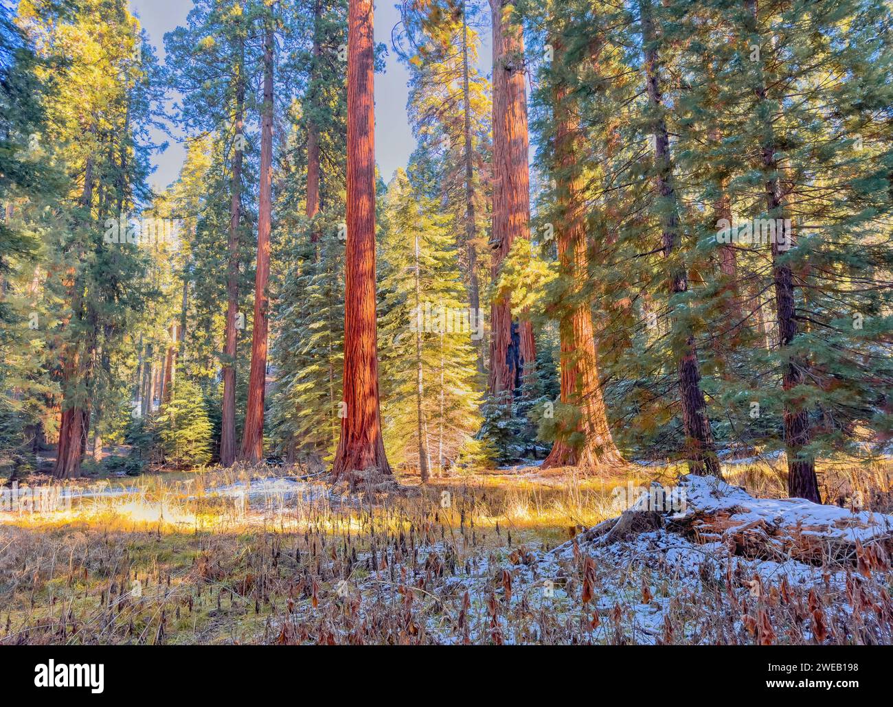 Giant sequoia trees at the Giant Forest in Sequoia National Park ...