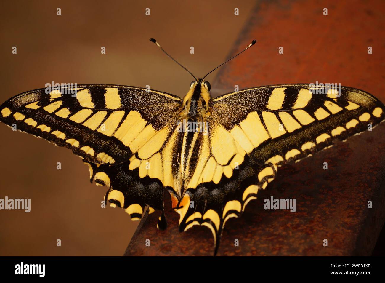 Natural closeup on a colorful European Swallowtail Butterfly, Papilio ...