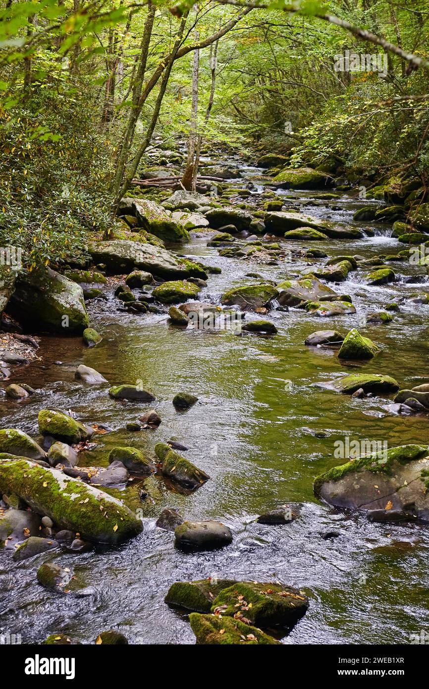 Serene Woodland Stream in Smoky Mountains, Eye-Level View Stock Photo ...
