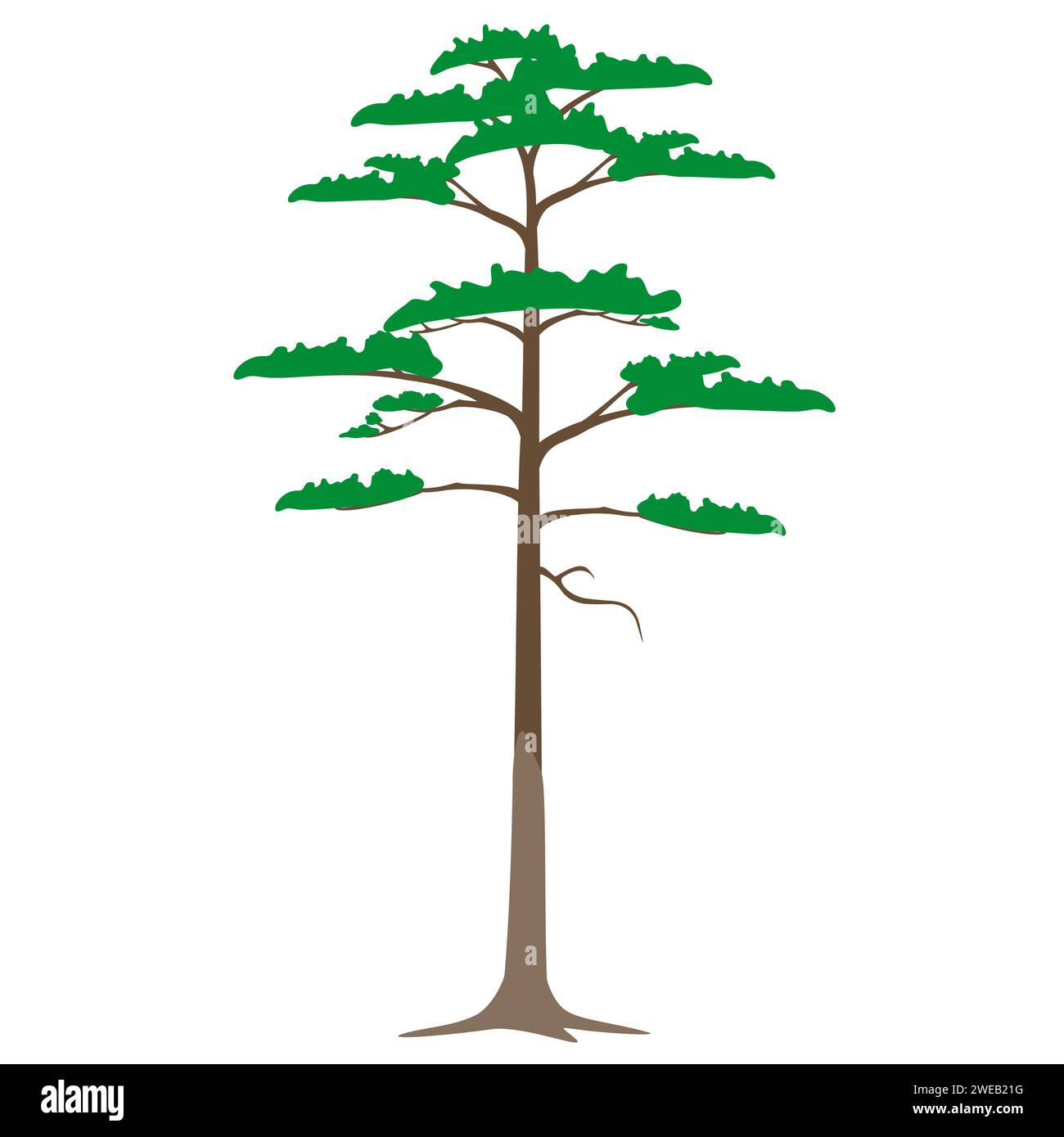 Scots pine tree in color on a white background Stock Vector Image & Art ...