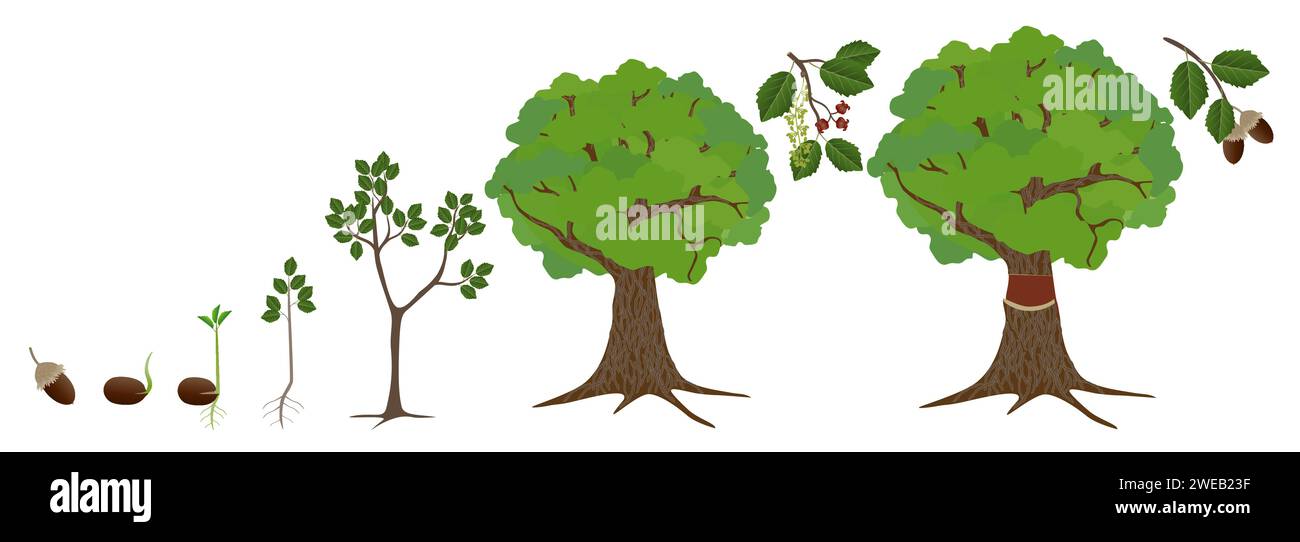 Cycle of growth of a cork oak tree on a white background Stock Vector ...