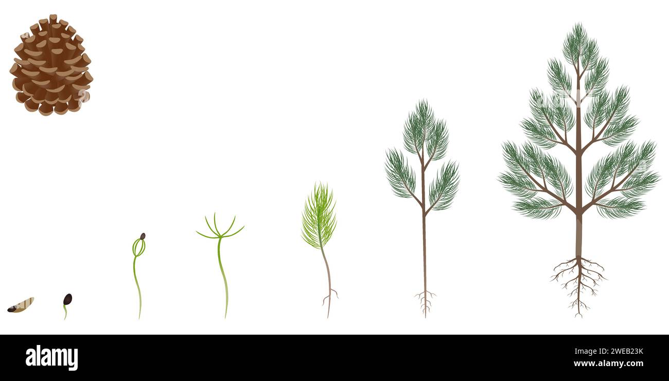 Sequence of scots pine tree growing isolated on white Stock Vector ...