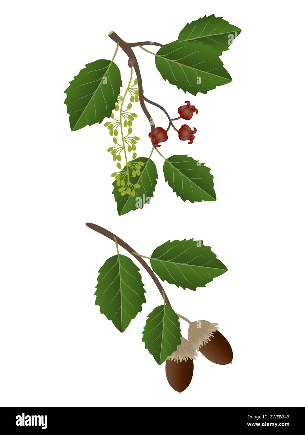 Flowers and acorns of a bark oak on a white background Stock Vector Image & Art - Alamy