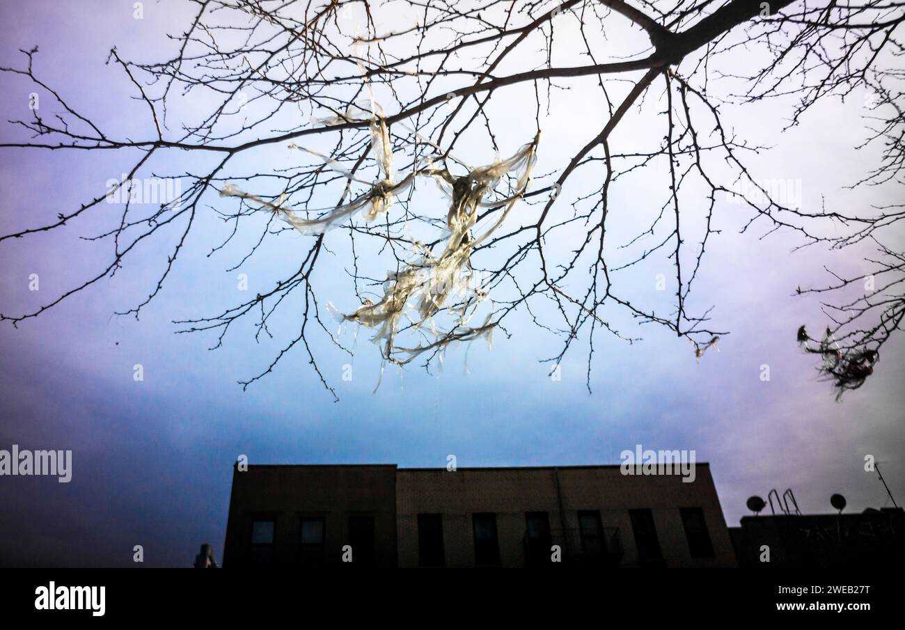 Shredded plastic bags, caught in a tree in New York on Monday, January ...