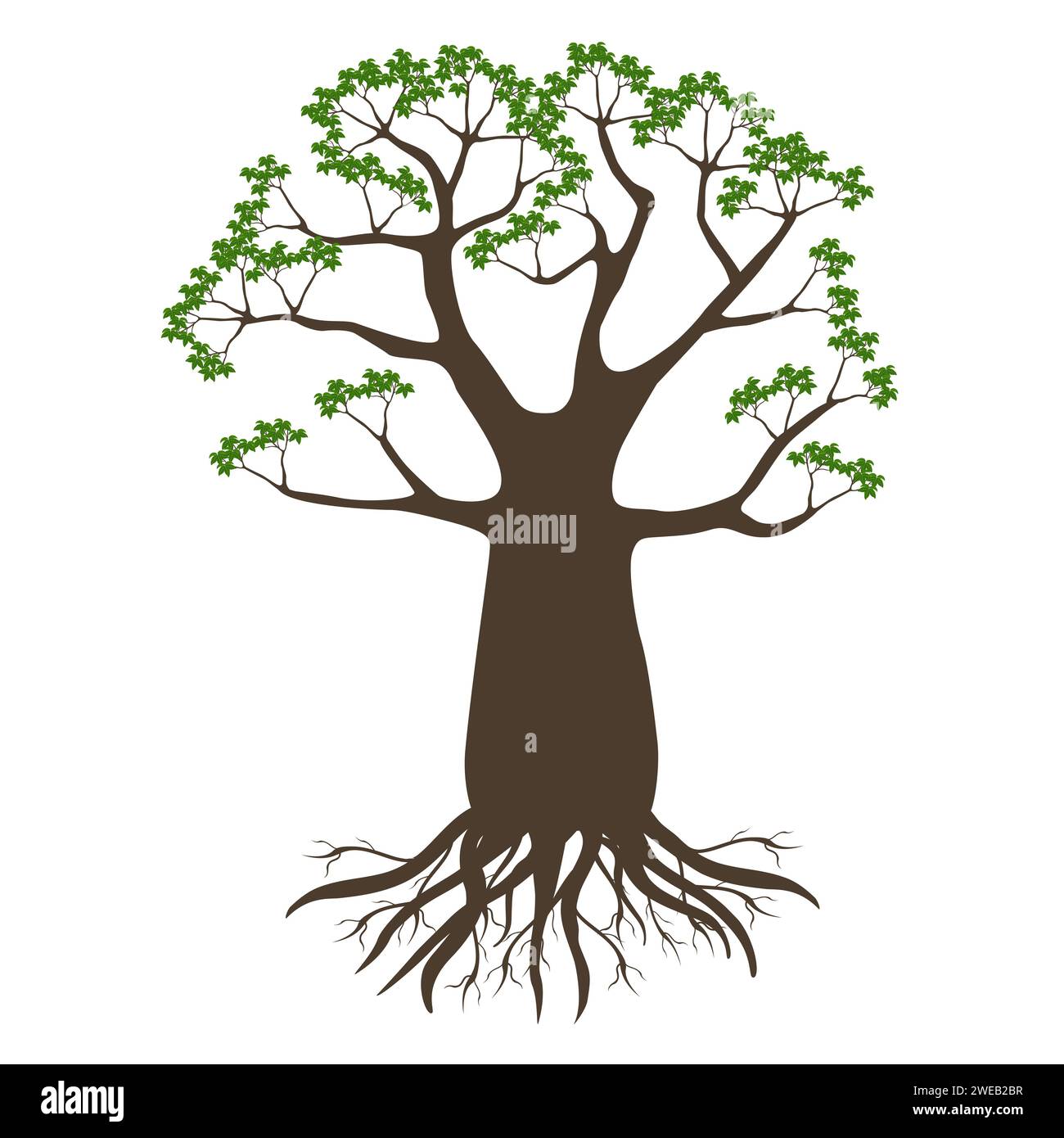 Baobab tree with leaves and roots on a white background Stock Vector ...