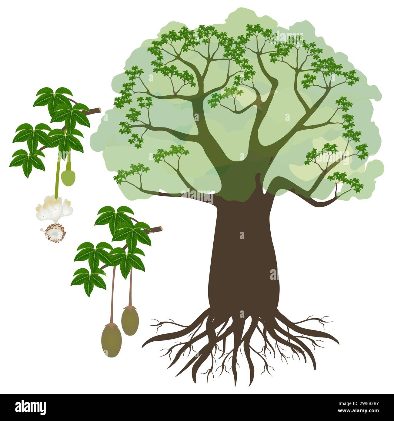 Tanzania flower Stock Vector Images - Alamy