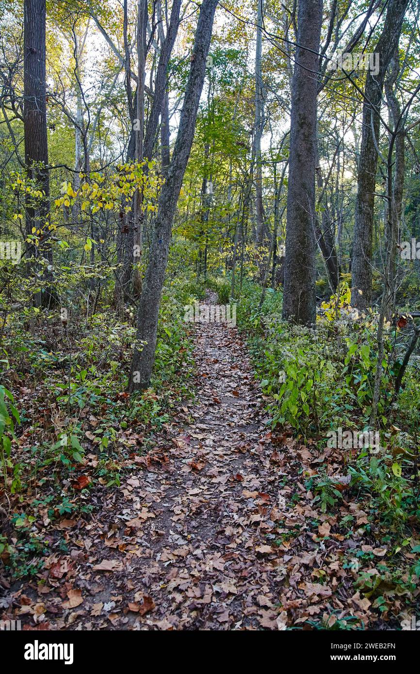 Autumn Forest Path in Bicentennial Acres, Tranquil Woodland Walk ...