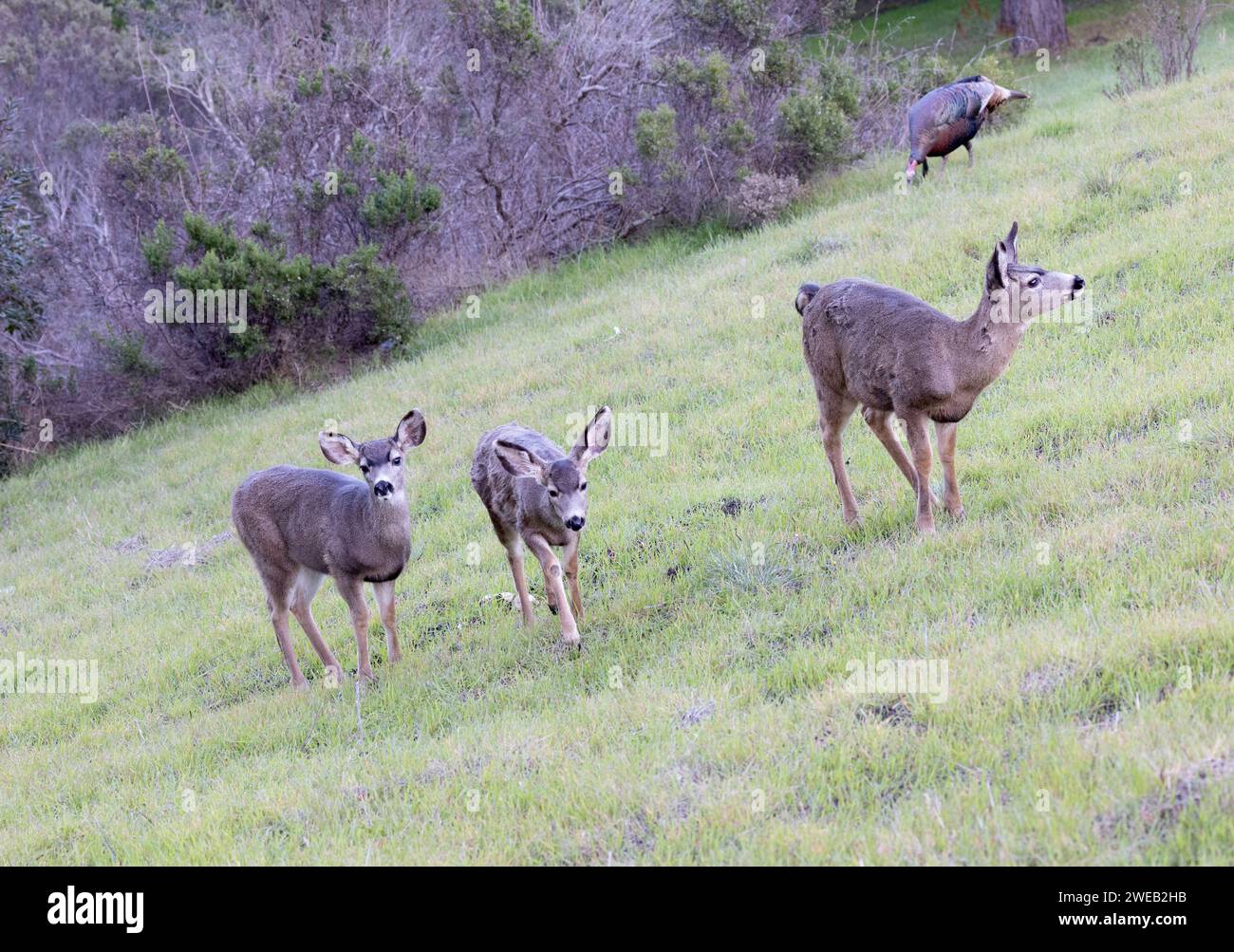 Blacktailed Deer on Hillside Stock Photo - Alamy