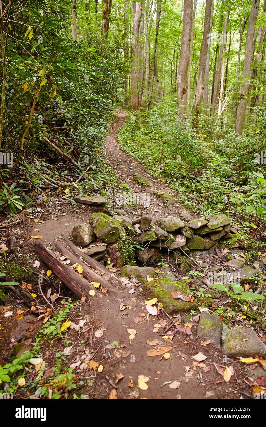 Secluded Forest Trail in Smoky Mountains, Wooden Bridge Path ...