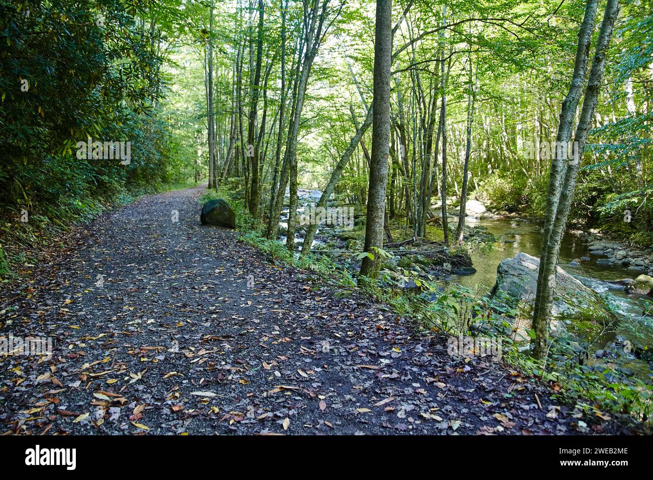 Autumnal Woodland Path with Stream in Smoky Mountains, Eye-Level View ...