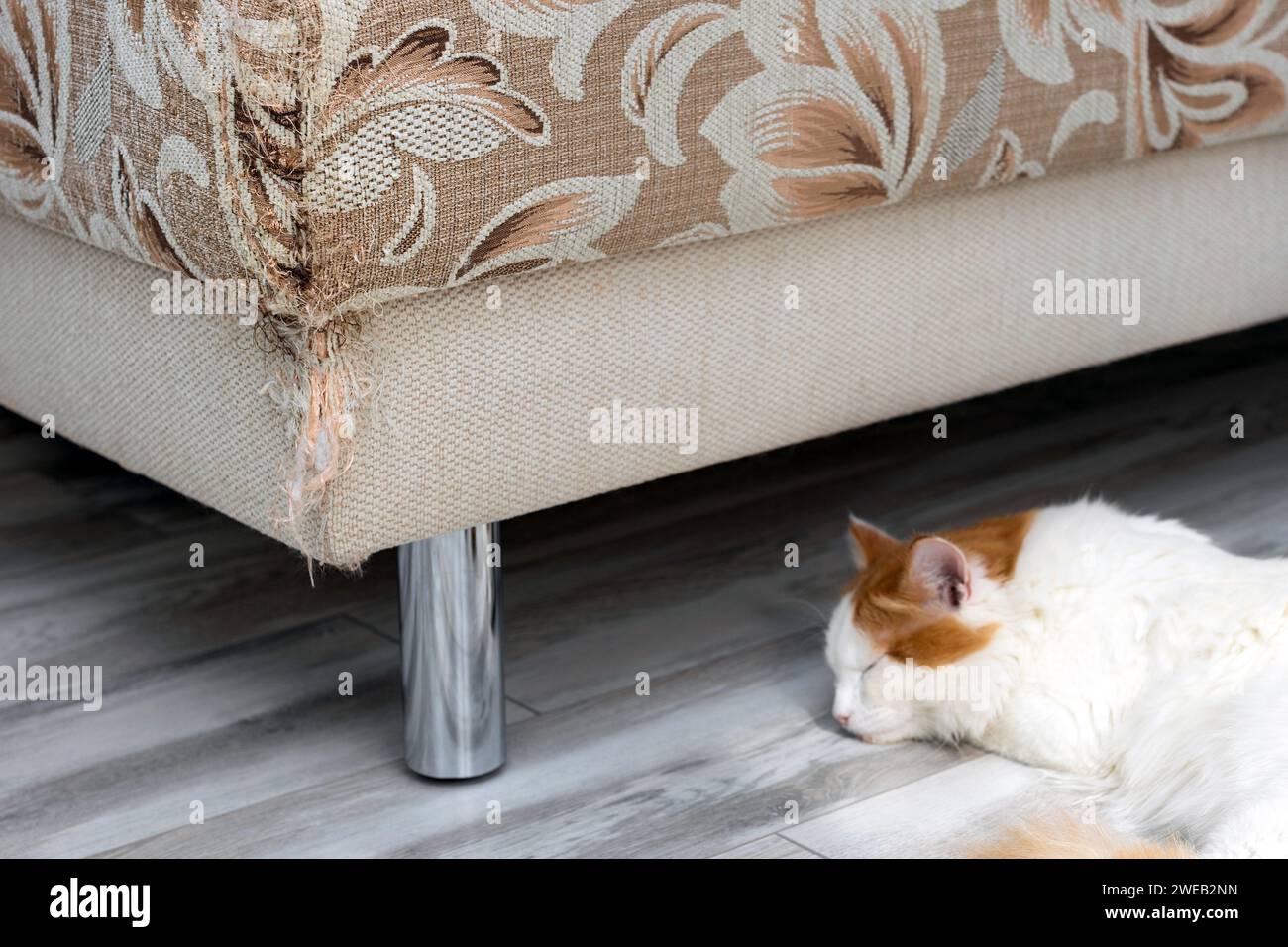 The cat tore up the sofa with its claws Stock Photo - Alamy