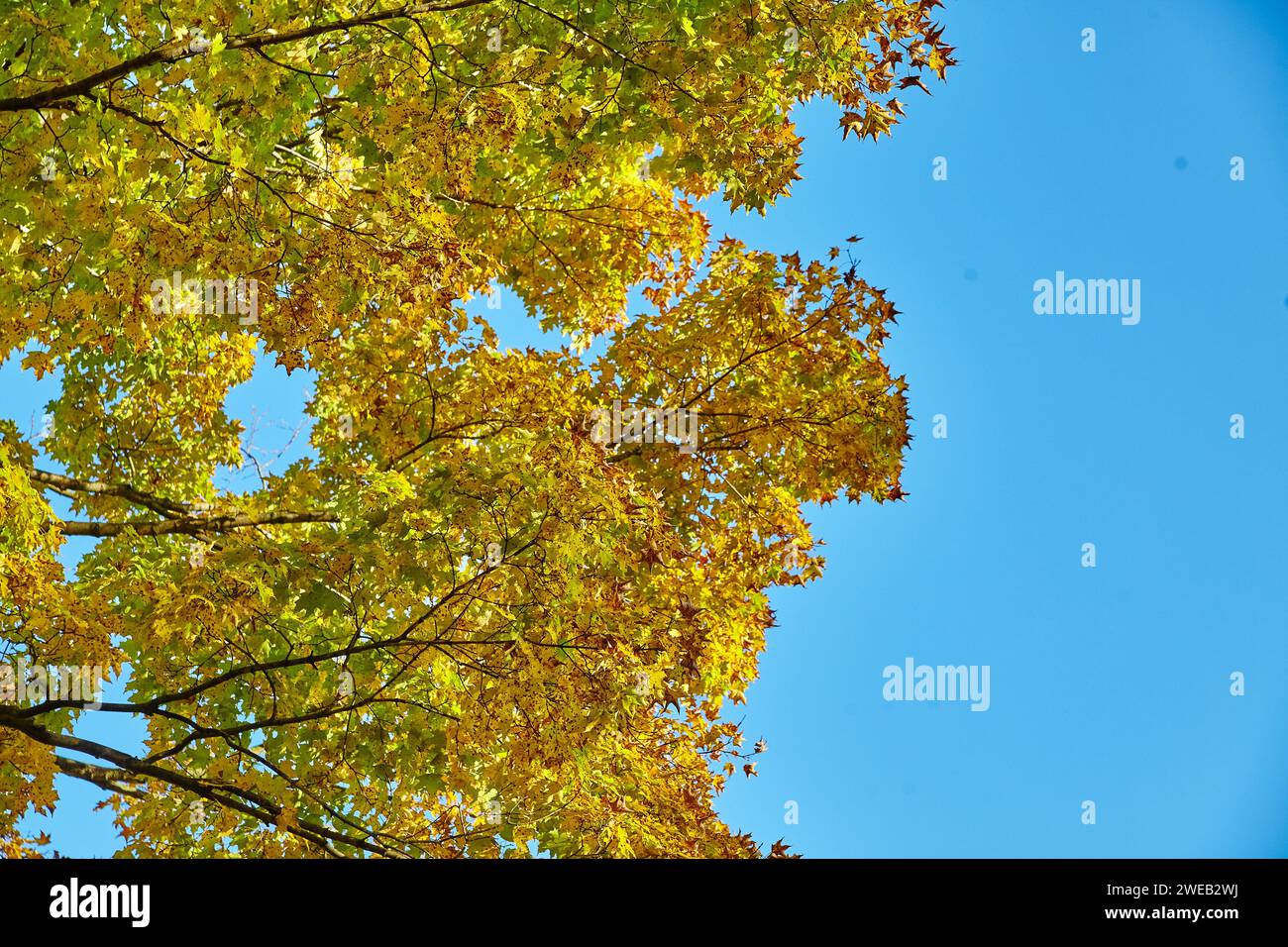 Golden Autumn Leaves Canopy in Bicentennial Acres, Indiana Stock Photo ...