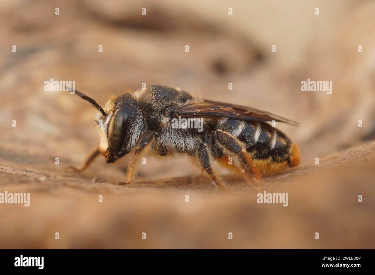 Detailed closeup on a Mediterranean wood-boring solitary bee ...