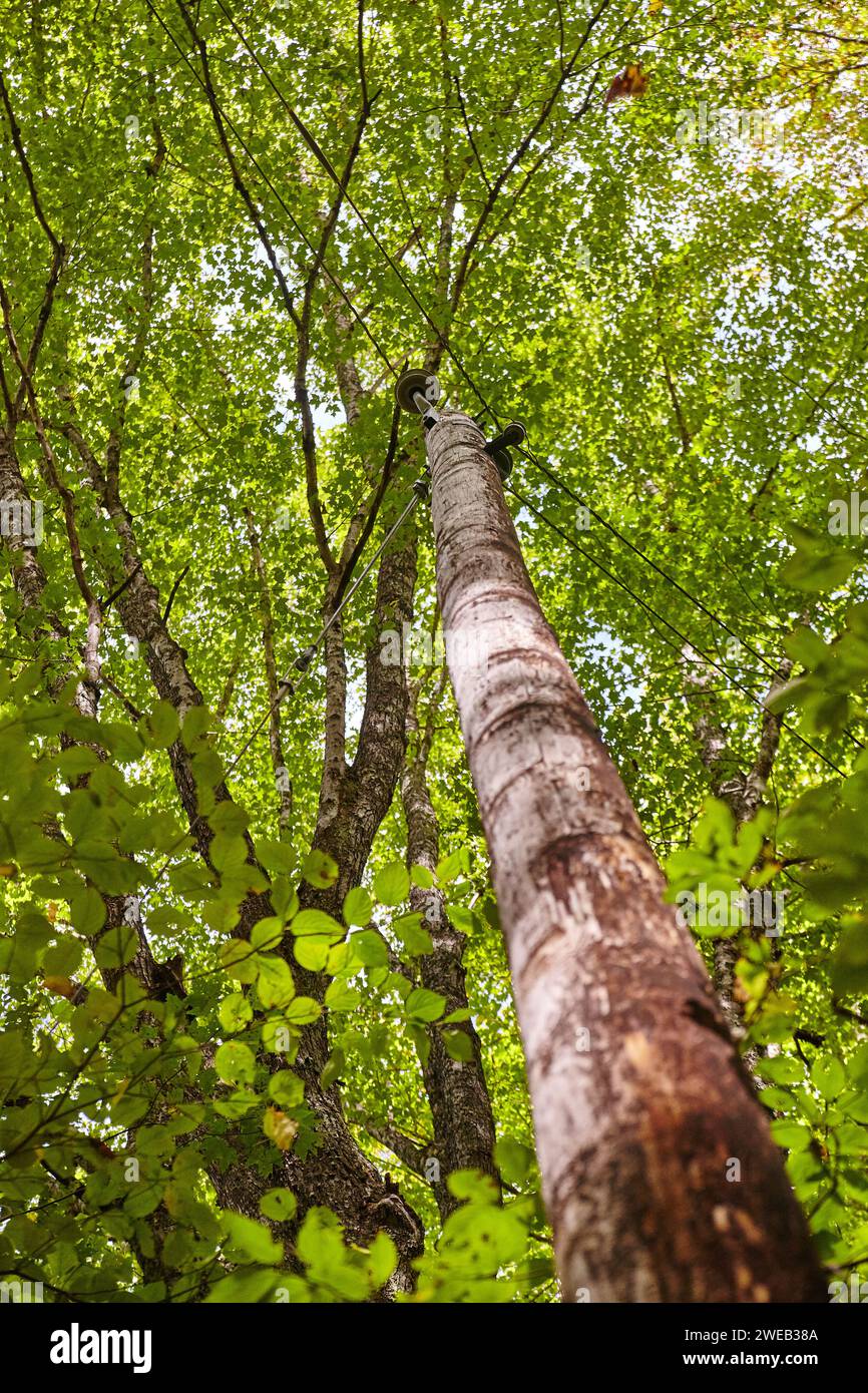 Verdant Woodland with Arborist Pulleys, Lush Green Canopy, Ground-Up ...