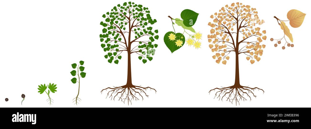 Linden tree seedling hi-res stock photography and images - Alamy