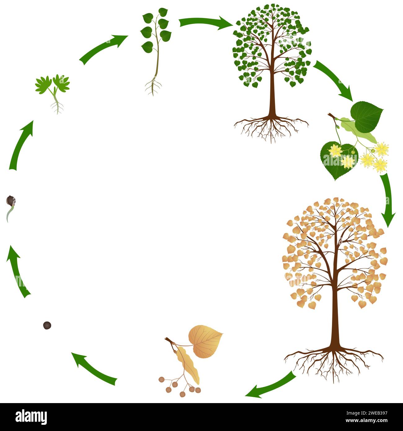 Life cycle of linden tree on a white background Stock Vector Image ...