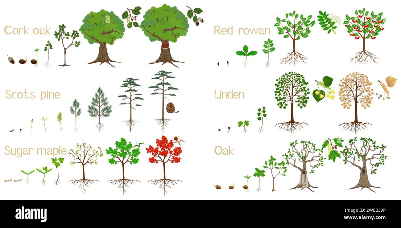 Lime bunch Stock Vector Images - Alamy