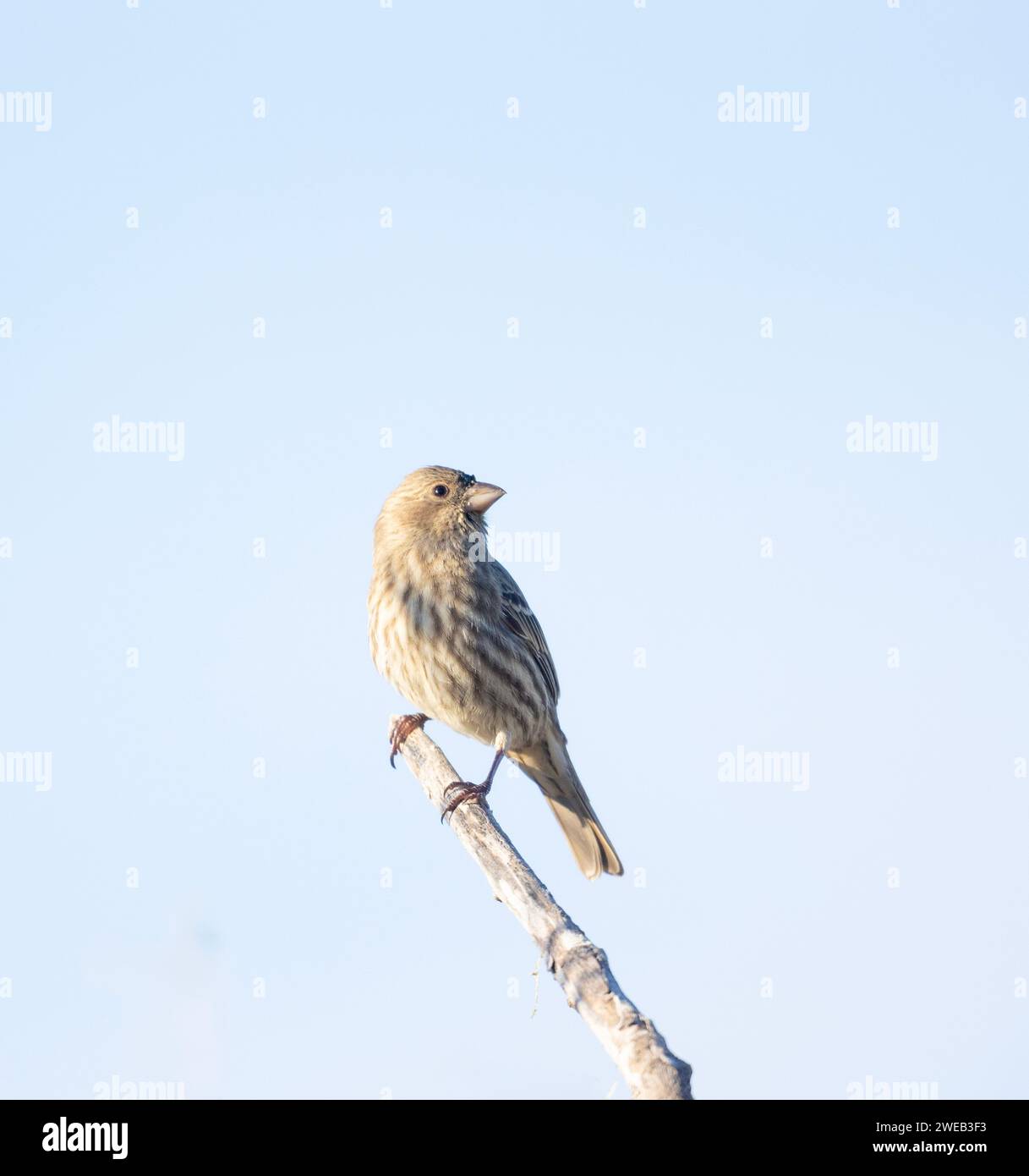 House Finch Female Stock Photo - Alamy